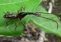 Papua Insects Foundation (thumbnail galleries)